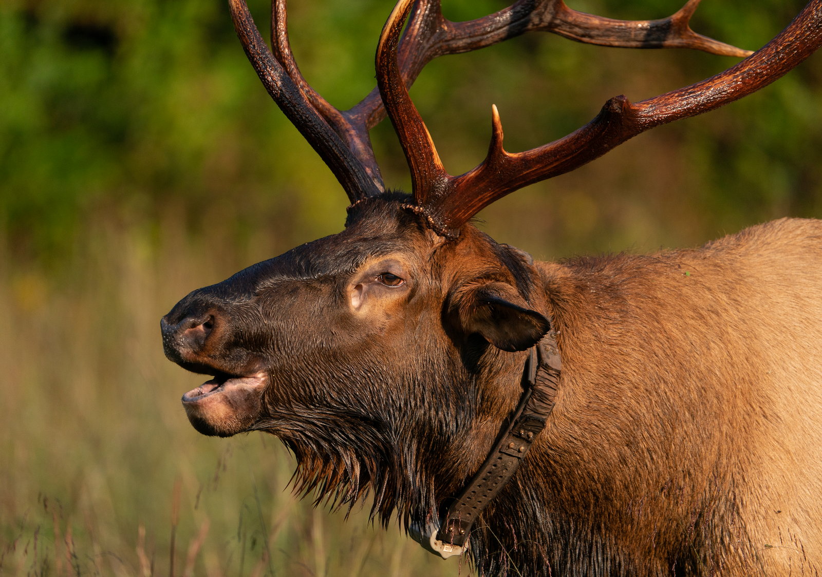 Tricision Live Animal CWD Test – Priogen