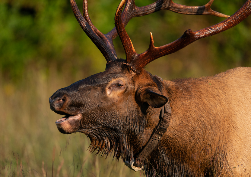 Tricision Live Animal CWD Test – Priogen
