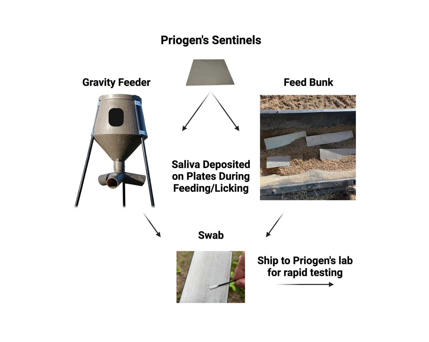 Herd-Level Surveillance – Priogen
