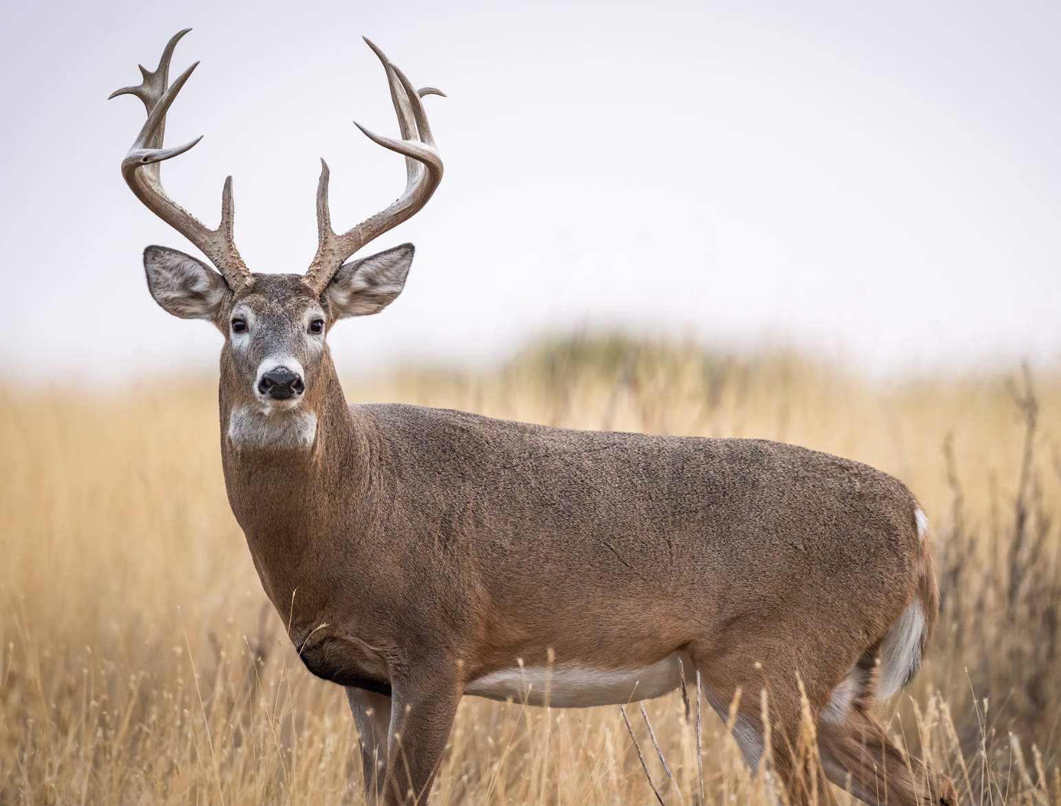 Tricision Live Animal CWD Test – Priogen