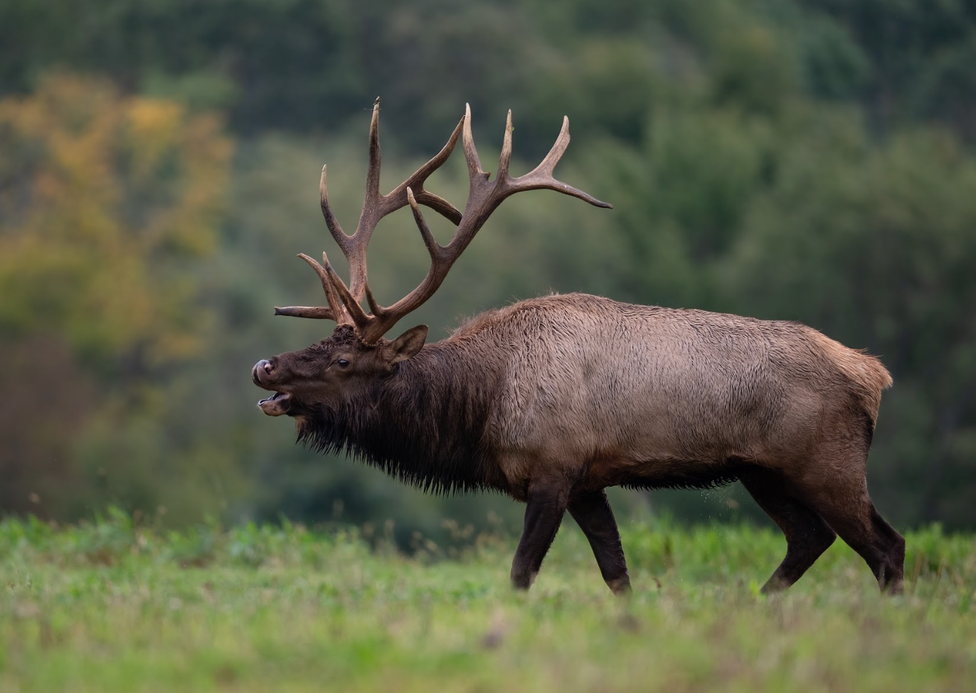 Tricision Live Animal CWD Test – Priogen